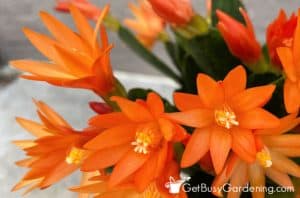 Christmas, Thanksgiving & Easter Holiday Cactus: What’s The Difference?