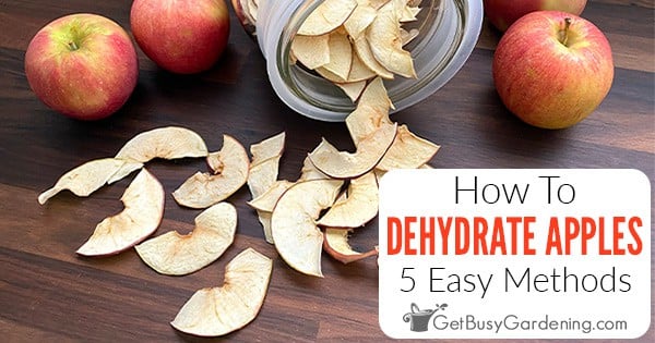 Dehydrating Apples - 5 Easy Drying Methods To Try (Step-By-Step)