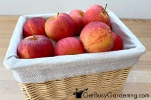 How To Store Apples For The Short & Long Term - Get Busy Gardening