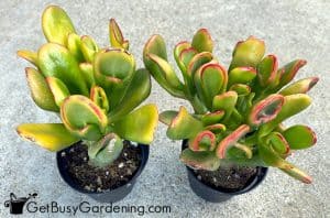 Jade Plant Turning Red? Here Are The Causes & Solutions...