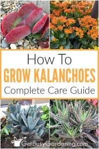 Kalanchoe Plant Care & Growing Guide - Get Busy Gardening