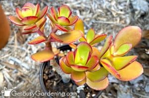 Jade Plant Turning Red? Here Are The Causes & Solutions...