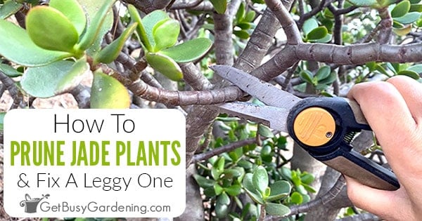 Jade Plant Pruning Guide & How To Make It Bushy