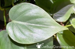 Heart Leaf Philodendron Care - How To Grow Philodendron hederaceum