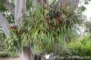 Staghorn Fern Care Guide - How To Grow Platycerium bifurcatum
