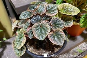 Peperomia Plant Care & Growing Guide - Get Busy Gardening