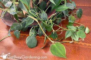 Heart Leaf Philodendron Care - How To Grow Philodendron hederaceum