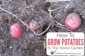 How To Grow Potatoes: Complete Care Guide - Get Busy Gardening