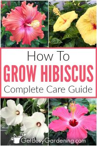 Hibiscus Plant Care & Growing Guide - Get Busy Gardening