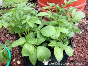 How To Grow Potatoes: Complete Care Guide - Get Busy Gardening