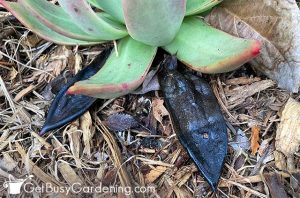 How To Water Succulents - When, How Often, & How Much