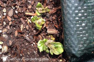 How To Grow Potatoes: Complete Care Guide - Get Busy Gardening