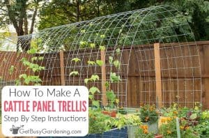 Cattle Panel Trellis DIY - How To Make An Arch Tunnel For Your Garden