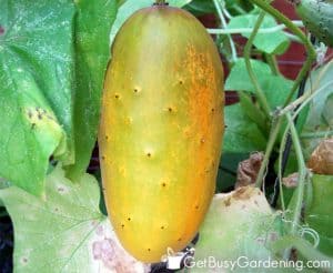 Yellow Cucumbers? Here Is Why & How To Prevent It...