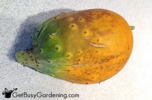 Yellow Cucumbers? Here Is Why & How To Prevent It...