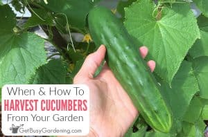 When & How To Pick Cucumbers: Complete Harvesting Guide