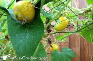Yellow Cucumbers? Here Is Why & How To Prevent It...