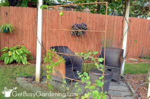 Cucumber Trellis Ideas - 13 Of The Best DIY Designs For Your Garden