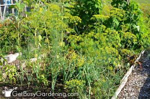 Growing Dill: Complete How To Care Guide - Get Busy Gardening