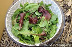Growing Lettuce: The Complete How To Guide - Get Busy Gardening