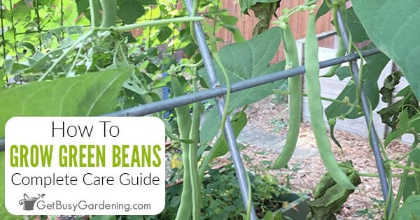 String Beans Plant How Do I Grow Green Beans? | Planting & Care Guide