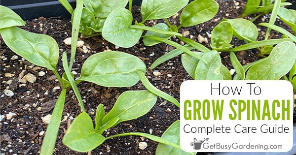 Growing Spinach: The Complete How To Guide - Get Busy Gardening