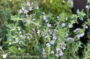 Growing Thyme: Complete How To Care Guide - Get Busy Gardening