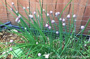 Growing Chives: Complete How To Care Guide - Get Busy Gardening