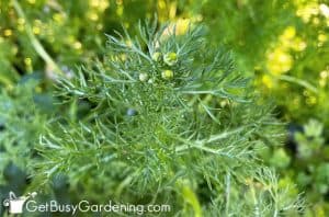 Growing Chamomile: Complete How To Care Guide - Get Busy Gardening