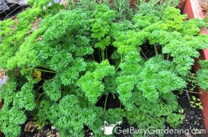 Growing Parsley: Complete How To Care Guide - Get Busy Gardening