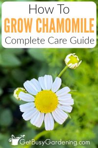 Growing Chamomile: Complete How To Care Guide - Get Busy Gardening