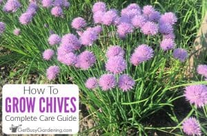 Growing Chives: Complete How To Care Guide - Get Busy Gardening