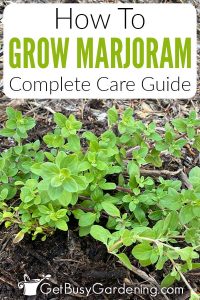 Growing Marjoram: Complete How To Care Guide - Get Busy Gardening