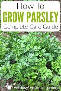 Growing Parsley: Complete How To Care Guide - Get Busy Gardening