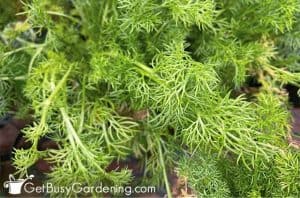Growing Chamomile: Complete How To Care Guide - Get Busy Gardening