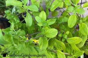 Growing Marjoram: Complete How To Care Guide - Get Busy Gardening