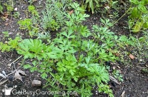 Growing Parsley: Complete How To Care Guide - Get Busy Gardening