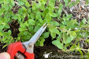 Growing Marjoram: Complete How To Care Guide - Get Busy Gardening