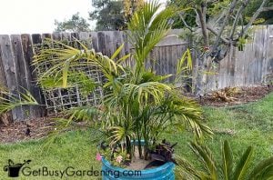 Cat Palm Plant Care Guide - How To Grow Chamaedorea cataractarum