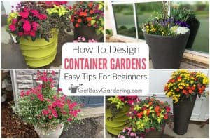 Container Garden Design Tips For Arranging Plants In Pots