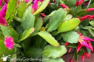 Easter Cactus Plant Care Guide - How To Grow Schlumbergera gaertneri