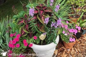 Container Garden Design Tips For Arranging Plants In Pots