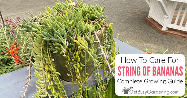String Of Bananas Plant Care Guide - How To Grow Curio radicans