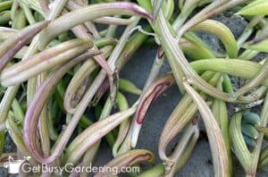 String Of Bananas Plant Care Guide - How To Grow Curio radicans
