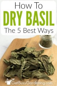 Drying Basil: The 5 Best Ways - Get Busy Gardening