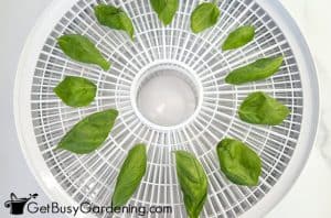 Drying Basil: The 5 Best Ways - Get Busy Gardening