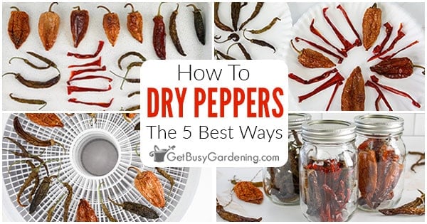 Drying Peppers At Home: The 5 Best Ways - Get Busy Gardening