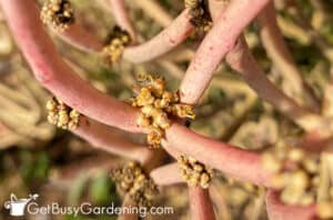 Firestick Plant Care: How To Grow Euphorbia tirucalli - Get Busy Gardening
