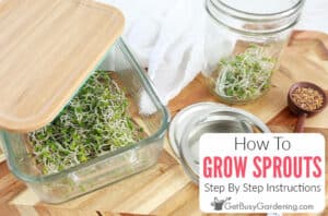 Growing Sprouts: The Complete How To Guide