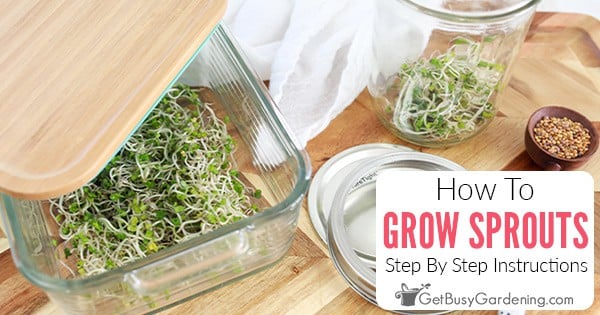 Growing Sprouts: The Complete How To Guide